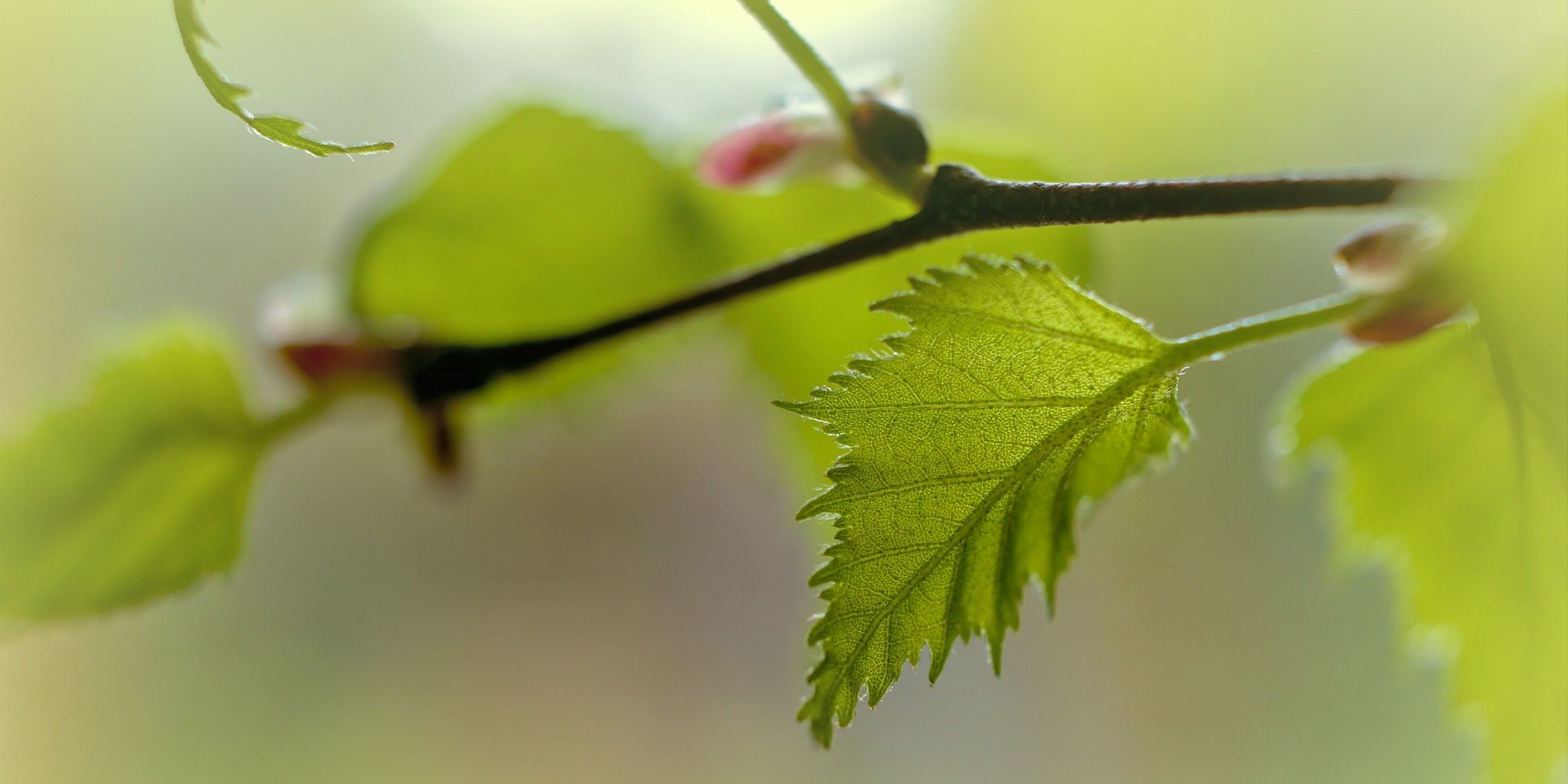 About – Beth Jackson Counselling & Coaching